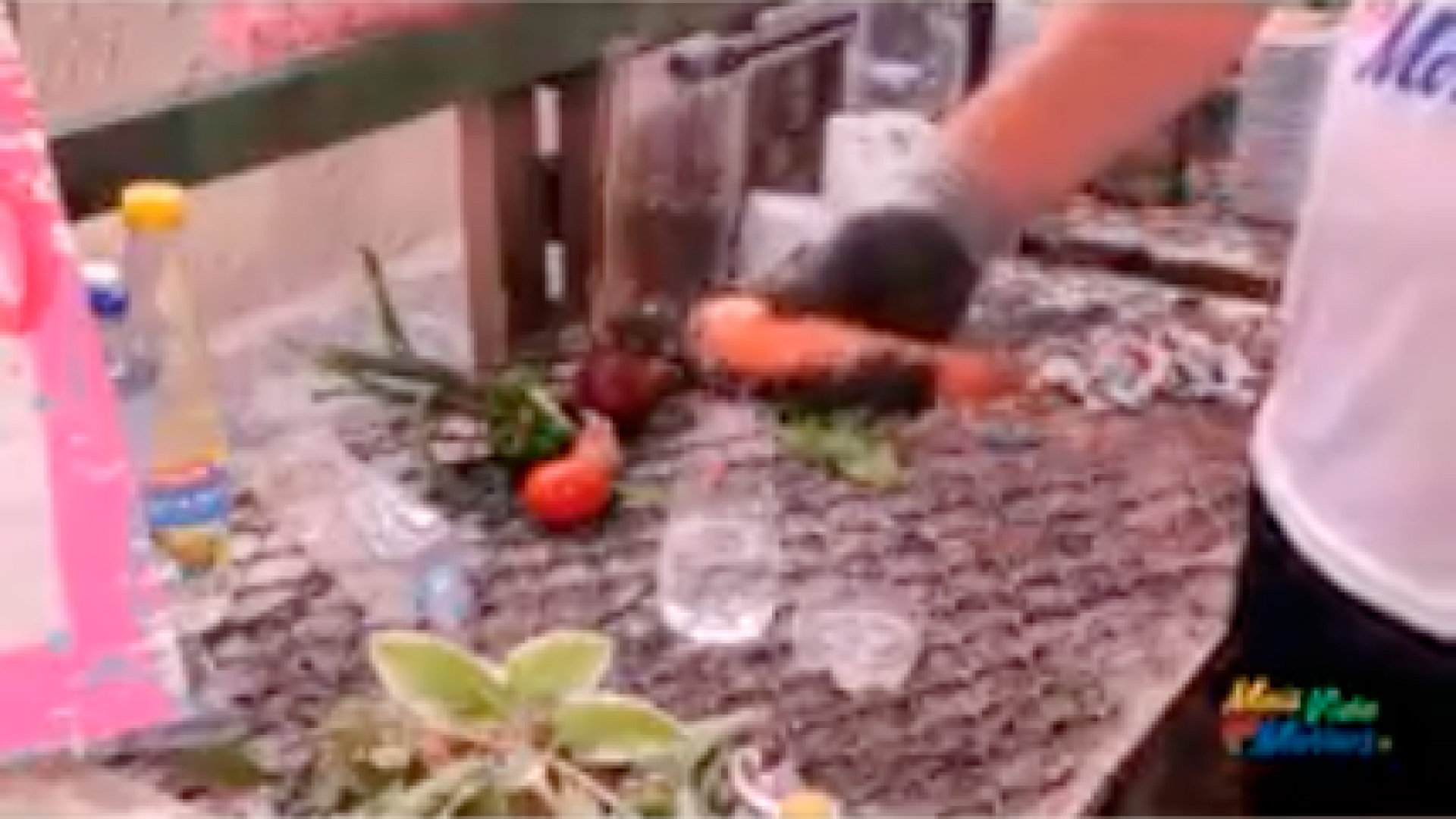 Como prepara mudas para horta caseira - Mais Vida nos Morros